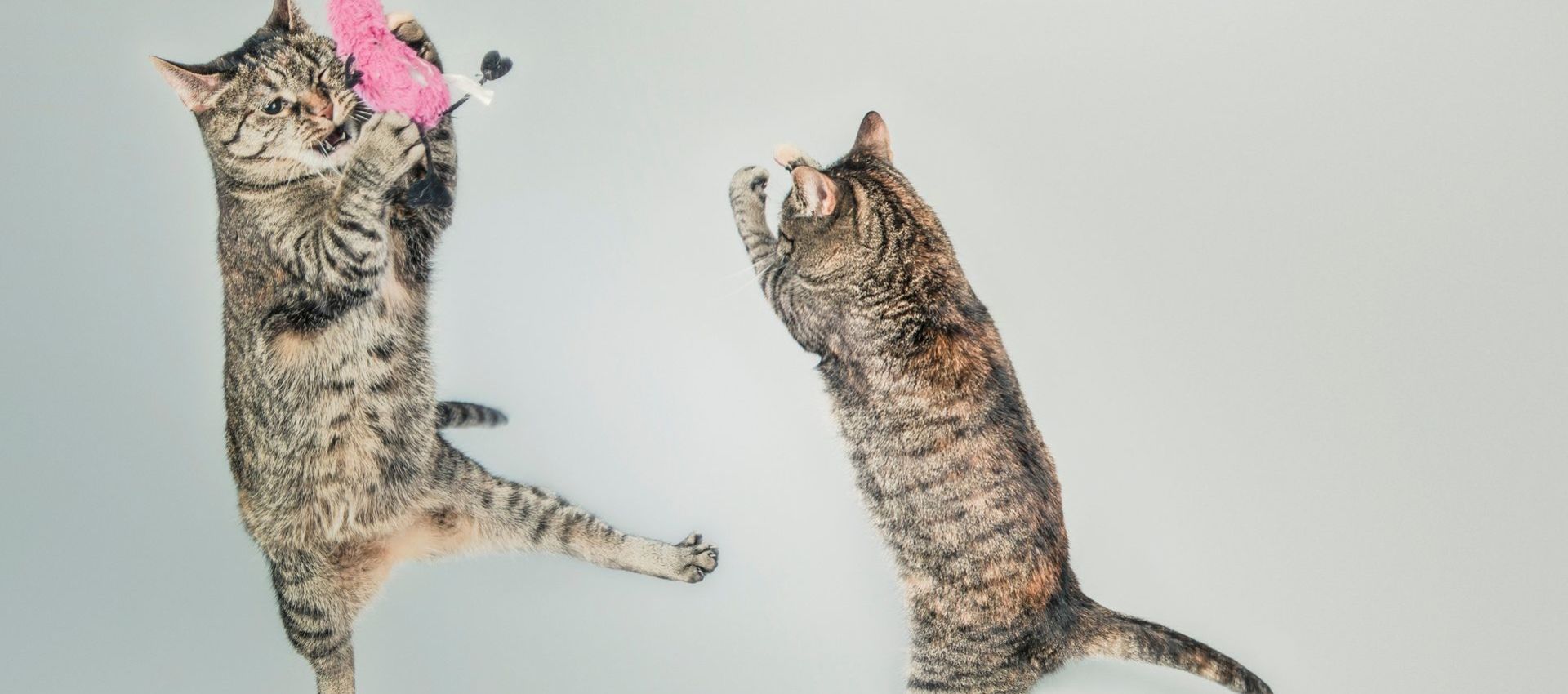 The best cat videos online